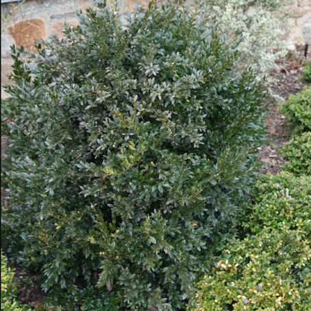 Index of /art/boxwood_cultivars